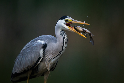 Electric fence for herons | Gallagher